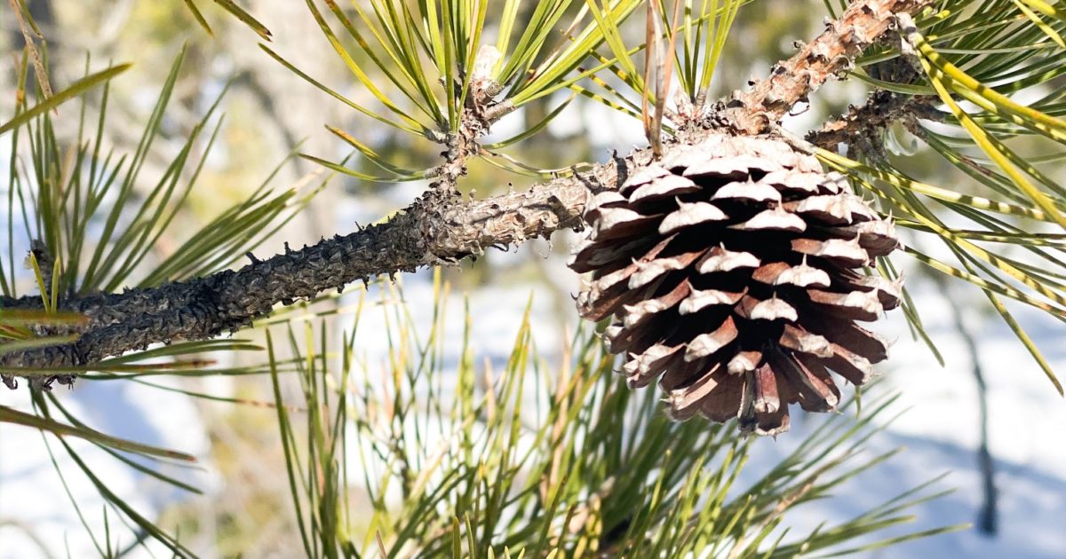A Walk Outside: Westhampton Dwarf Pine Plains Preserve • James Lane ...