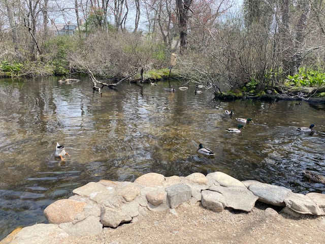 A Walk Outside: The Duck Pond • James Lane Post • Hamptons Culture ...