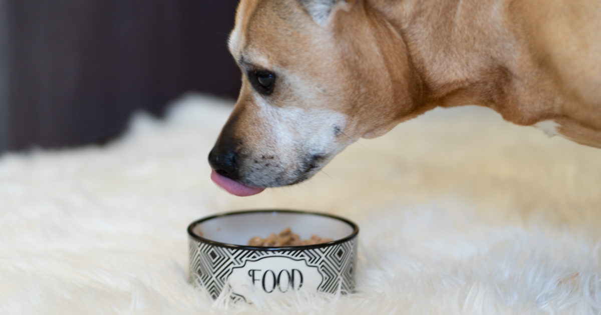 Pet Food Pantry Continues At ARF • James Lane Post • Hamptons Culture ...