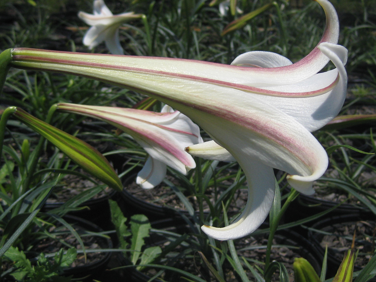The Madoo Conservancy Presents New Wonders: Plant Discoveries For 2026 ...